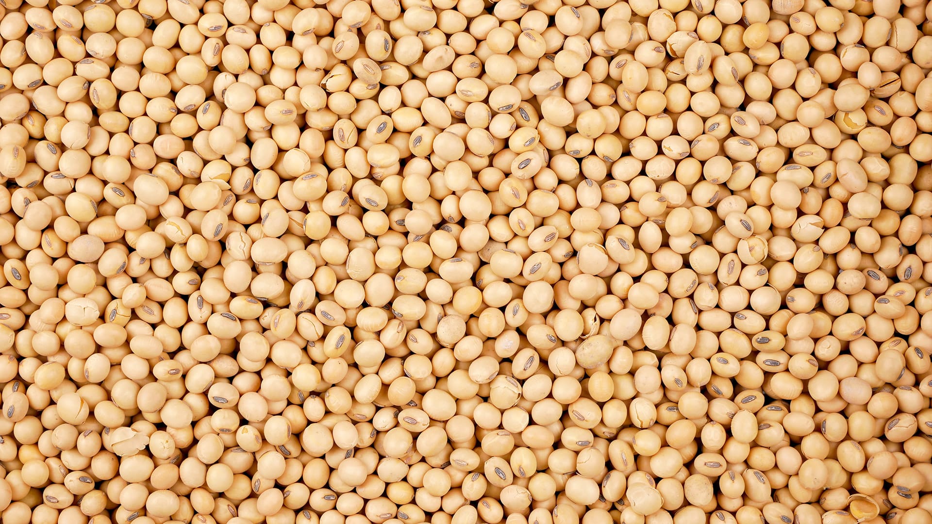 The farm animals in Finland eat less soy than expected - Nordic Soya